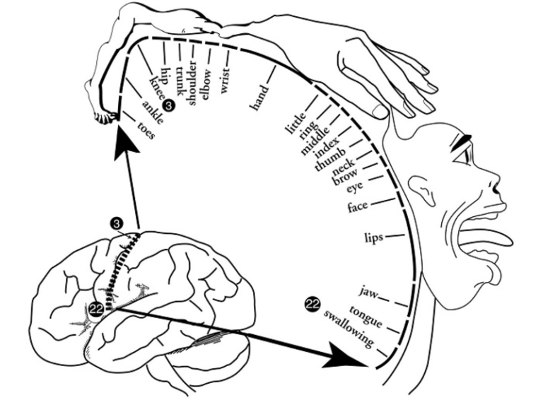 The Body Grid – DMT QUEST