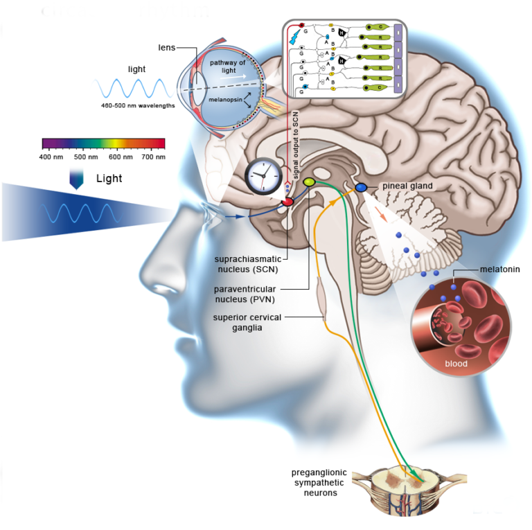 DMT ‘Hallucinations’ or Expansion of the Spectrum? (Part 2) – DMT QUEST